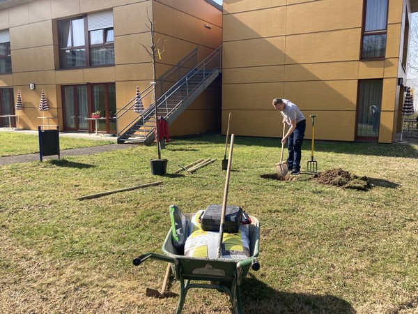 Plantation d'un Quetschier